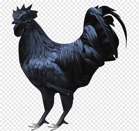 Black Rooster