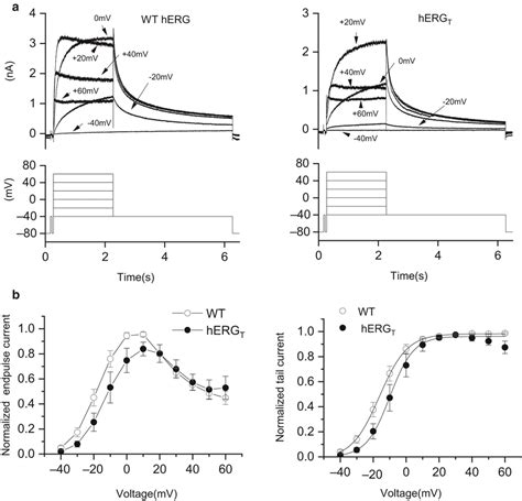 Currentvoltage Iv Relationship For Wt And Hergt Iherg A Upper Download Scientific
