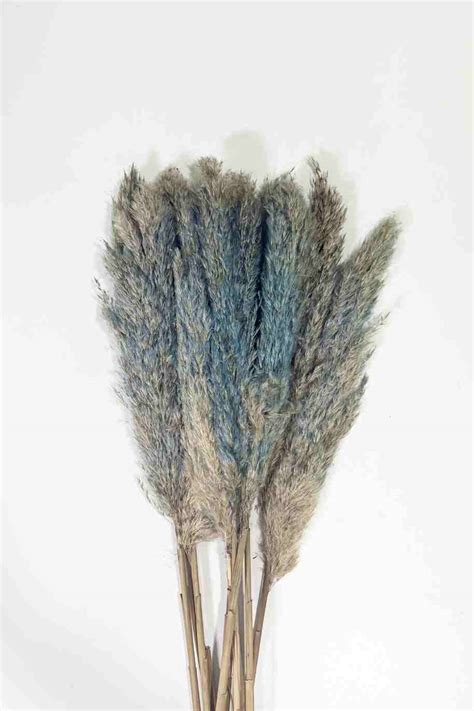 Purchase Light Blue Preserved Pampas Grass Plantshopme