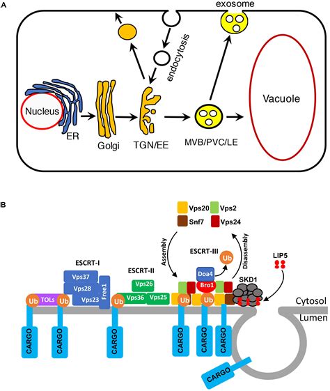 Frontiers Biogenesis And Function Of Multivesicular Bodies In Plant