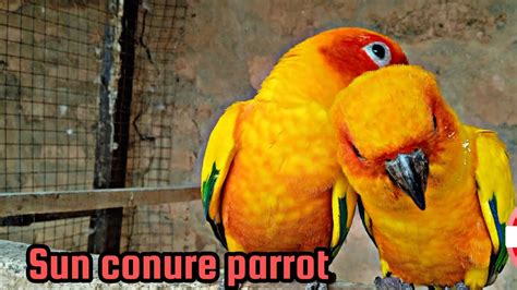 Sun Conure Birds Ready Breeding 2 Time 2023 Sun Conure Birds 2 Egg Lay Vido Viral Youtube