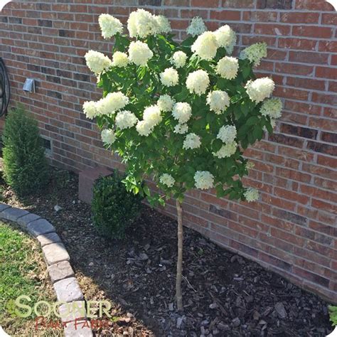 Limelight Hydrangea Tree Form