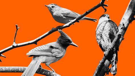Emina Melonic American Ornithological Society Flies Off The Handle Over ‘racist Birds Named