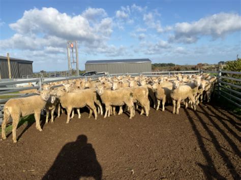 Lot 797 35 Mixed Sex Lambs Auctionsplus