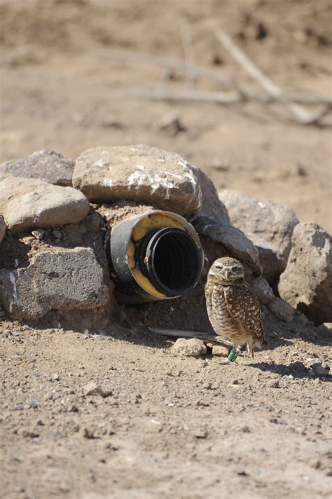 Free Picture Burrowing Owl Athene Cunicularia Nest Burrow Ground