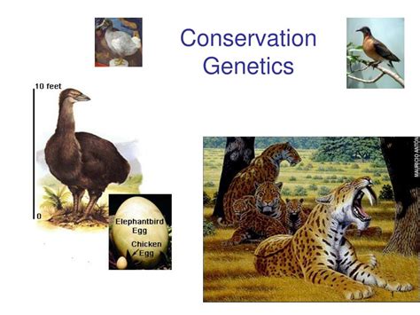 Ppt Conservation Genetics Powerpoint Presentation Free Download Id