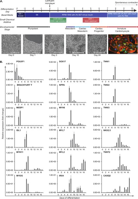 High Efficiency Differentiation Of Human Pluripotent Stem Cells To Cardiomyocytes And