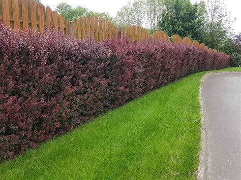 Berberis Hedges Atropurpurea Hedges For Sale In Ireland Hedgingie