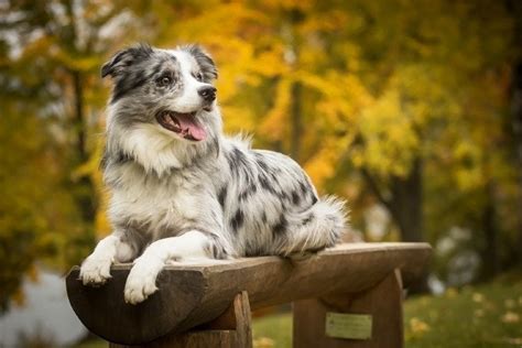 Cute Medium Dog Breeds