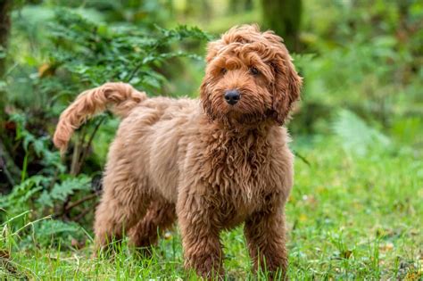 10 Best Cockapoo Breeders 2025 Our Top 10 Picks