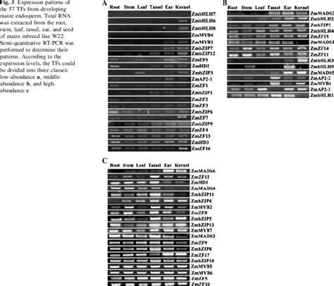Expression Patterns Of The 57 Tfs From Developing Maize Endosperm
