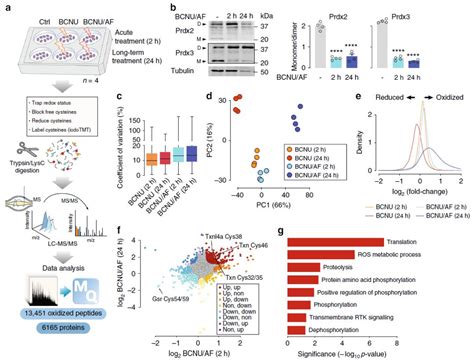 全面阐述！nat Commun：氧化应激的氧化还原信号和蛋白质磷酸化信号调控机制 黄灿华教授 实验室