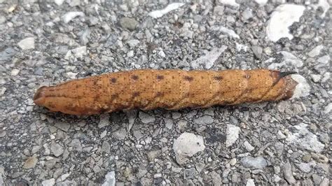 34 Brown Caterpillars Of North America Pictures And Identification