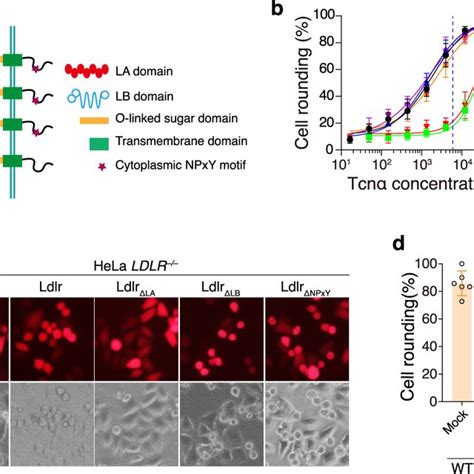 The La Domain Of Ldlr Is Responsible For The Uptake Of Tcnα A Schematic