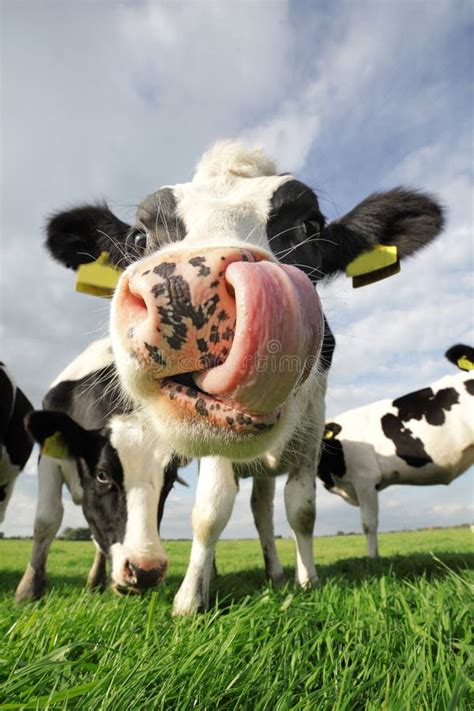 Vaca Engraçada Imagem De Stock Imagem De Rancho Bobo 27027739