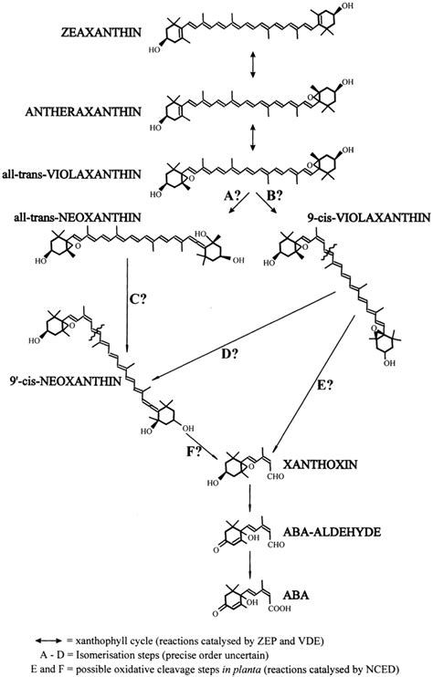 The Aba Biosynthetic Pathway Download Scientific Diagram