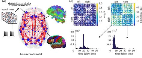 A Brain Network Model Consisting Of The Neural Mass Dynamics