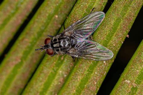 Adult House Fly Stock Image Image Of Wildlife Isolated 233496043