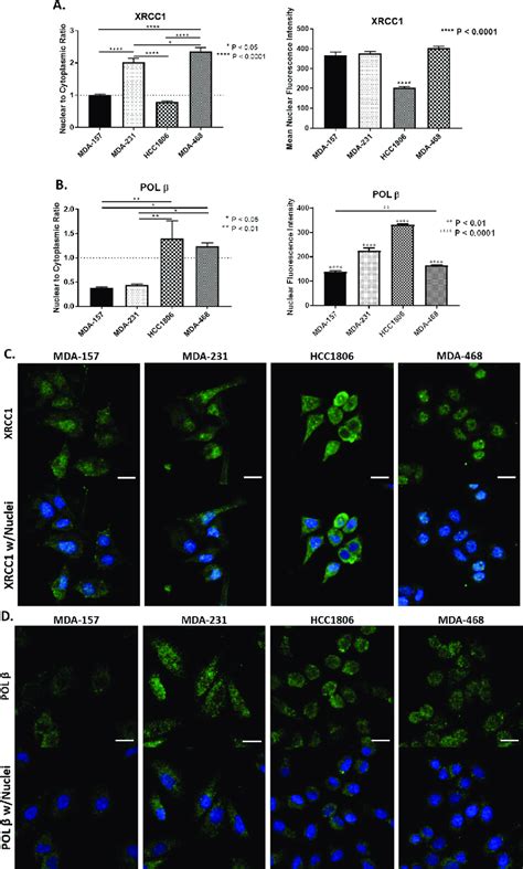 Subcellular Localization And Quantification Of Ber Proteins A Left