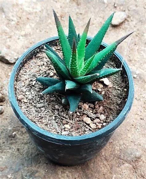 Well Drained Mini Succulent Plant At ₹ 80 Piece In Thrissur Id 2852747916233