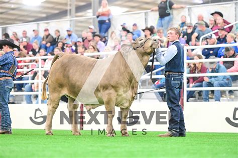 Brahman Next Level Images