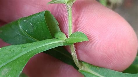 Crooked Stem Aster Symphyotrichum Prenanthoides Growit Buildit