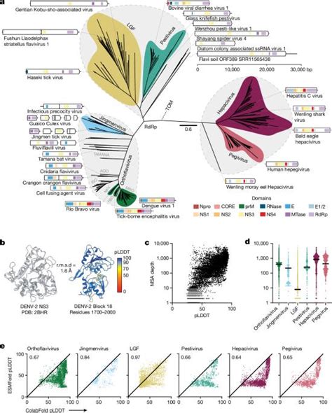 Map Of Flaviviridae Genome Healthy Builds Inc Posted On The Topic