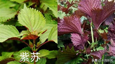 家庭紫苏怎么种 ？紫苏的生长习性及生物学特性，紫苏高产的种植方法 说明书网