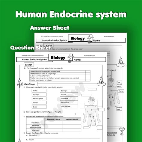 Human Endocrine System Home Learning Worksheet Gcse Worksheets Library