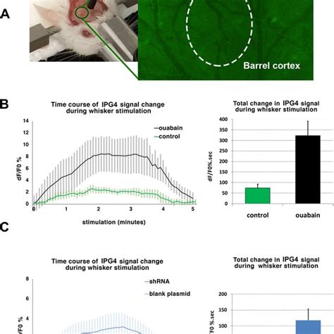 Photic Stimulation Evokes Csd In The Visual Cortex Primed With