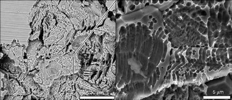 Sem Images Showing General Corrosion Of Ferrite And Austenite In Region