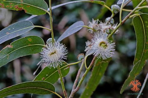 Eucalyptus Globulus 2 De 3 40118