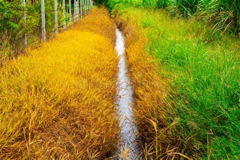 Green Grass And Dry Grass Effect Of Herbicide Sprayed On Grass Grass