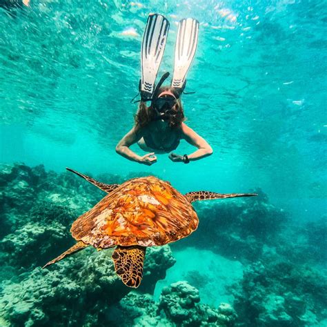 Snorkel Cook Islands Added A New Photo Snorkel Cook Islands