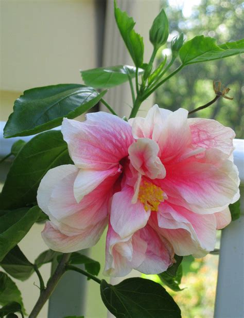 Double Hibiscus Hibiscus Garden Plants Beauty Flowers Garten Lawn And Garden Gardens Plant