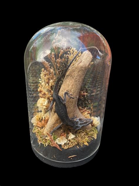 Mummified Lizard In Small Glass Dome Etsy