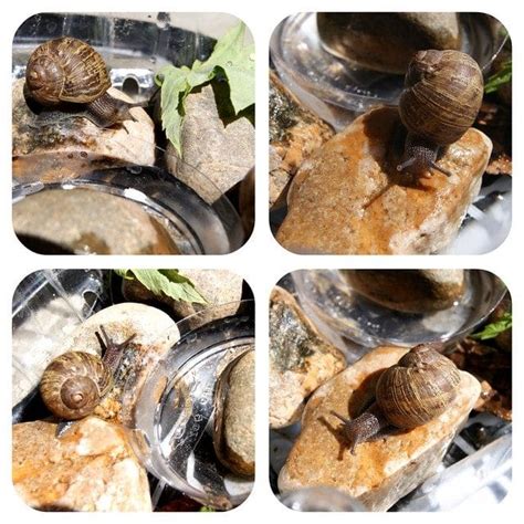 Pleistocene Snail Habitat At Denise Reyes Blog