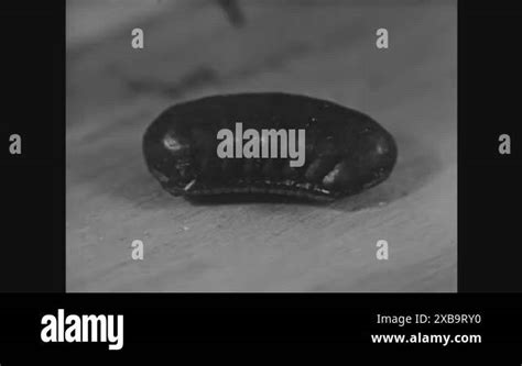 Cockroaches Are Born And Roaches Are Shown On An English Muffin And