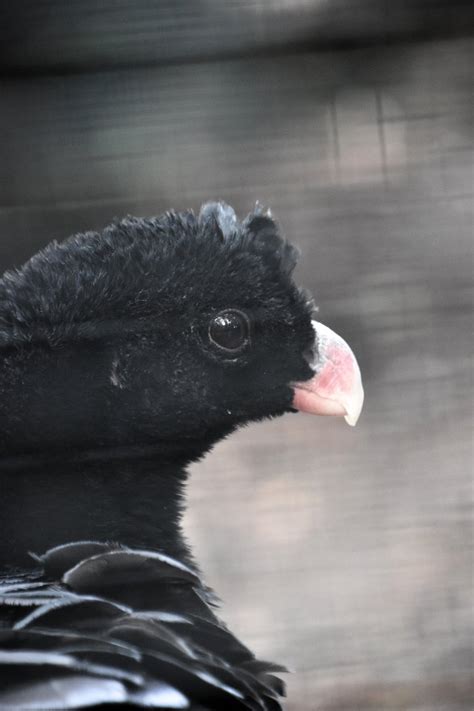 Crestless Curassow Mitu Tomentosum Zoochat