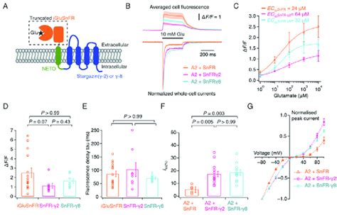 Patch Clamp Fluorometry Of Snfr γ2 And Snfr γ8 In Hek Cells A