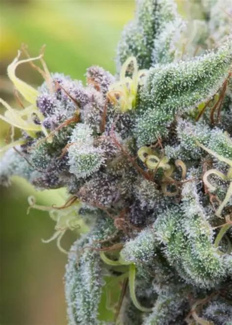 Clementine Cannabis Strain Information Growdiaries