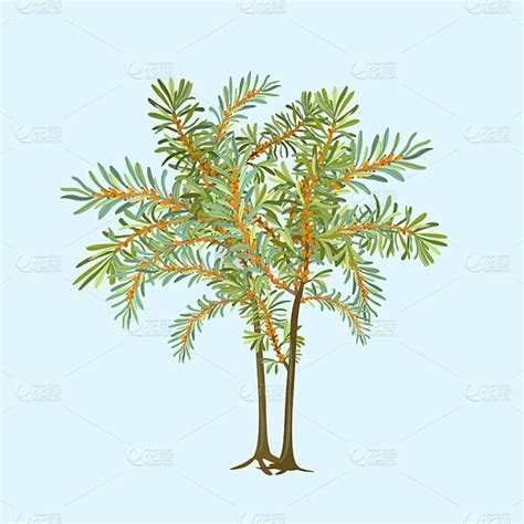 沙棘树。沙棘果，沙棘叶。矢量插图。素材 花瓣网