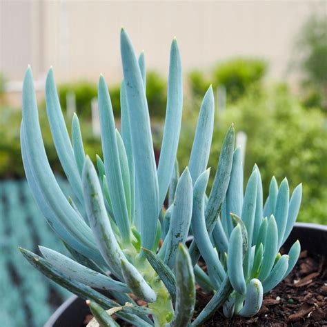 Elevate Your Succulent Collection With Blue Chalk Sticks