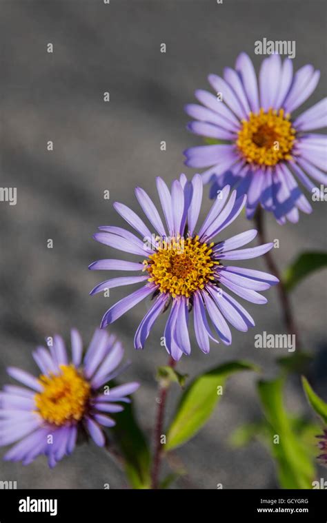 Siberian Aster Along The Marsh Fork Of The Canning River In The Arctic National Wildlife Refuge