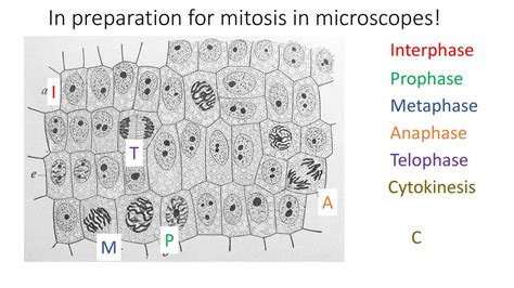 Main Concepts Cell Cycle Ppt Download
