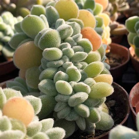 Echeveria Pulvinata Frosty Crestata Pianta Grassa Scultorea