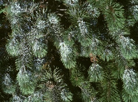 Pine Pine Aphid Hortsense Washington State University