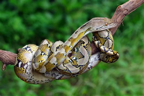 Reticulated Python 2026 Incredible Facts Habitat Diet And More