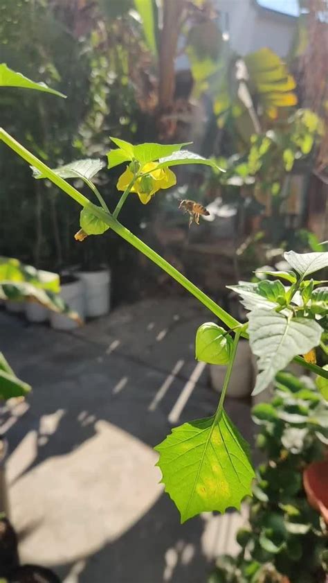 Tomato Yellow Leaf Curl Virus Tylcv