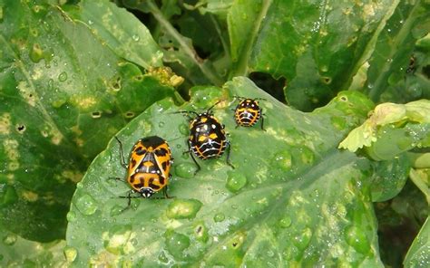 Beyond Broccoli Part Three Pesky Pests Maryland Grows